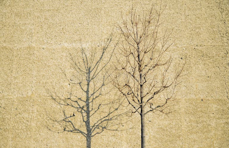 485 Avatar Tree Wallpaper Stock Photos - Free & Royalty-Free Stock ...