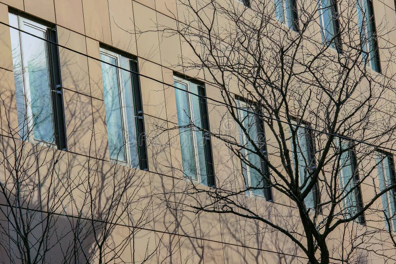 Bare Tree Shadows Against Building Wall Stock Photo - Image of wall ...