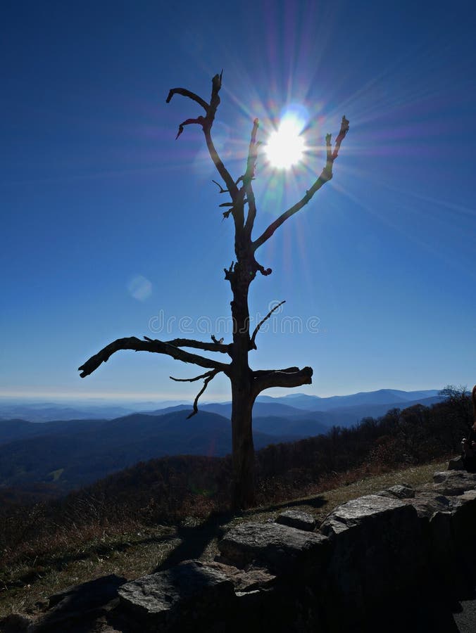 A Bare Tree Sits High on the Mountains Stock Photo - Image of high ...