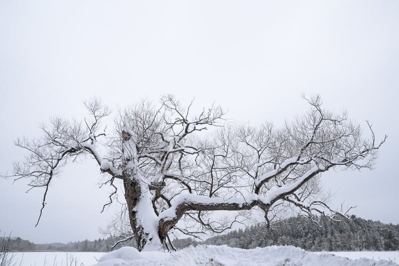 Bare tree in snow stock image. Image of outdoor, beauty - 19934147