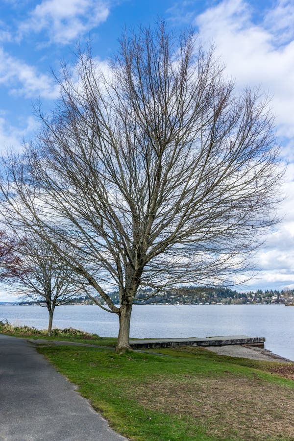 Bare Spring Tree 3 stock image. Image of state, spring - 217107821