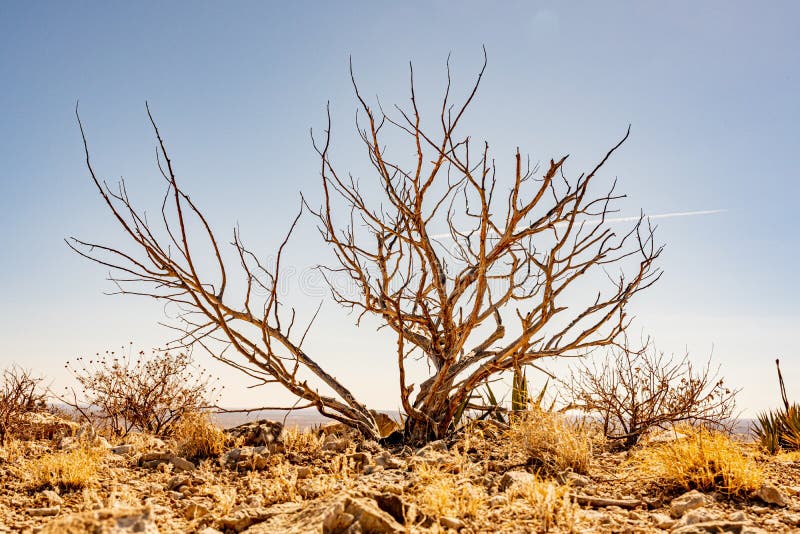 Bare Tree Stands Alone in the Desert Above Carlsbad Caverns Stock Photo ...
