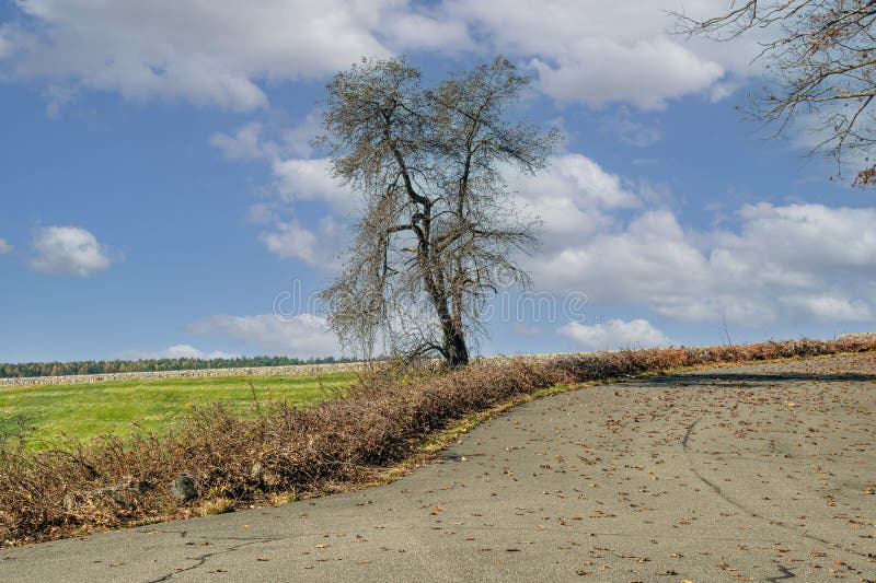 Bare Tree Stands Alone, in a Field at the Quabbin Reservior Stock Image ...
