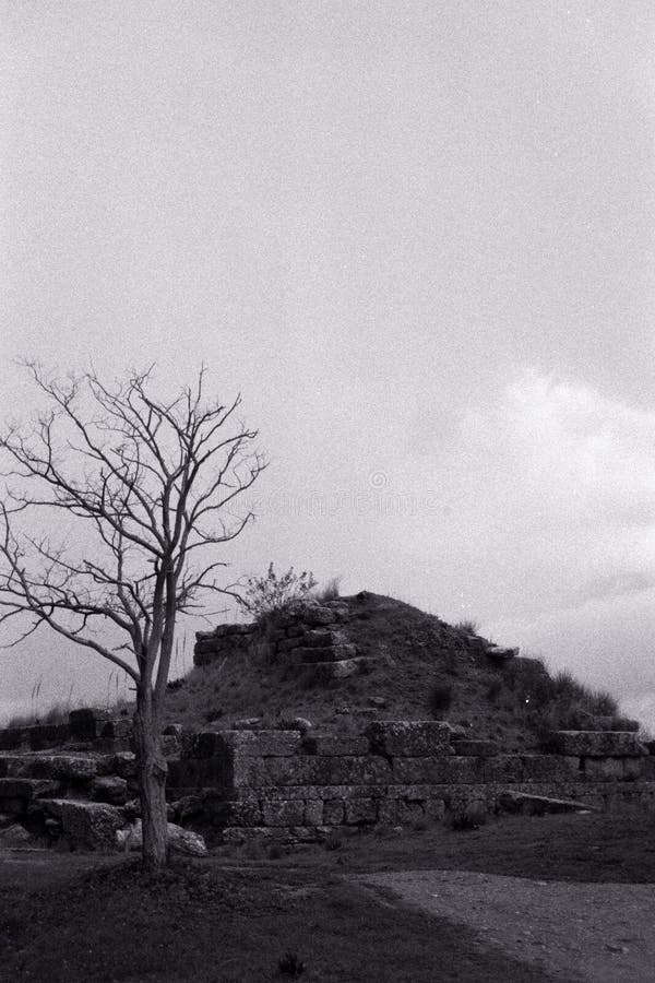Bare Ancient Oak Tree in Sherwood Forest Stock Photo - Image of ...