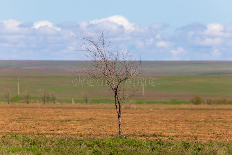 Bare tree in the steppe stock image. Image of spring - 175424315