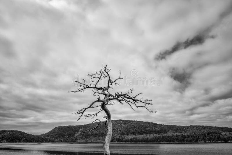 Bare tree still life stock photo. Image of clouds, alone - 118712292