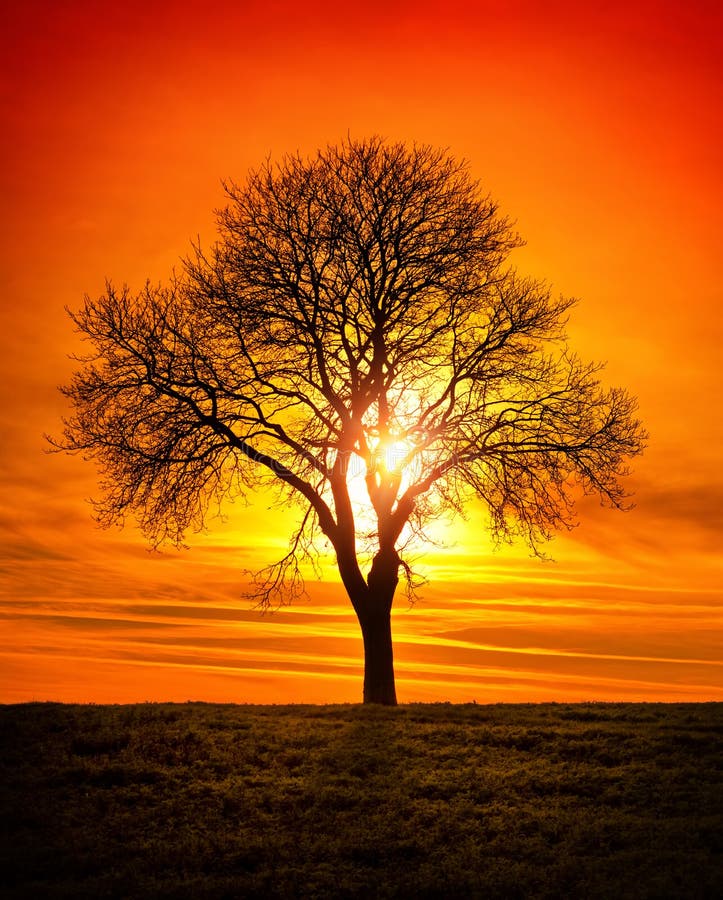 Bare Tree, Sun and Vivid Red Sky Stock Photo - Image of glow, mood ...