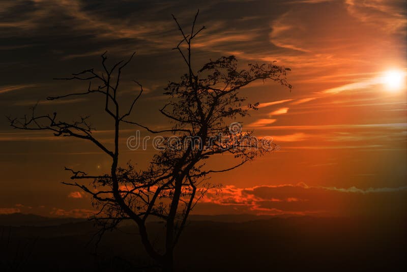 Sunset In Orange Skies Over Tree Tops Picture. Image: 95476836