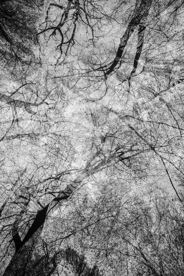Bare Tree Tops Form Graphic and Abstract Elements in Black and White ...