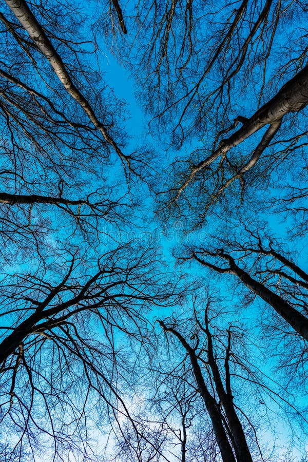 Bare Tree Tops Growing in Deciduous Forest on Blue Sky Upward View ...