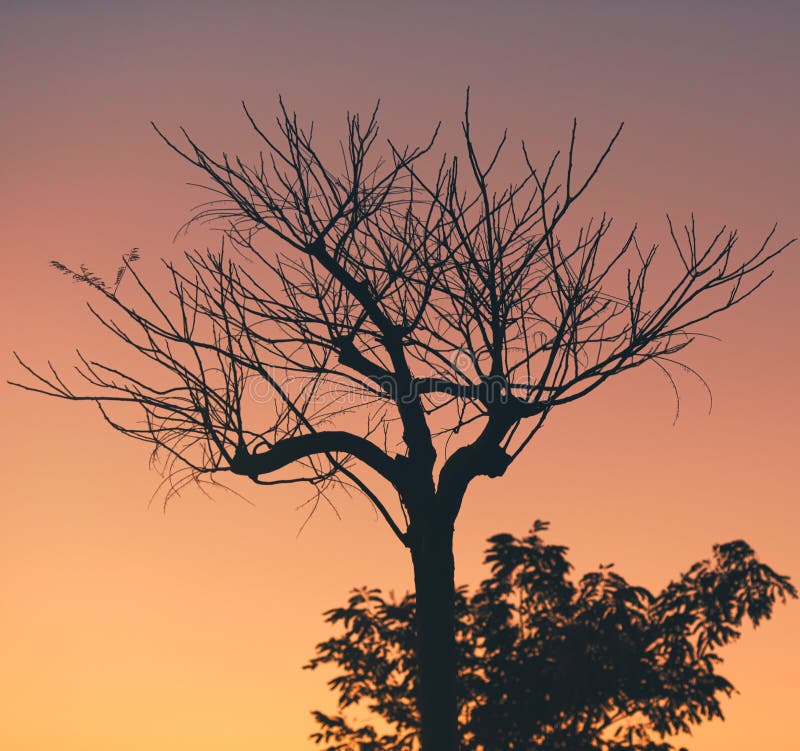 Tree in twilight stock image. Image of tree, yellow - 218037111