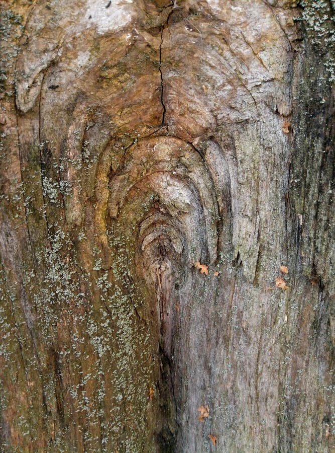 Bare Tree Trunk without Bark Stock Photo - Image of plant, trunk: 239021810