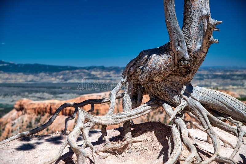 Bare Tree Trunk in Bryce Canyon National Park, Utah Stock Image - Image ...