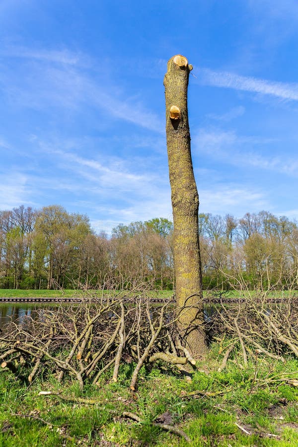Bare Tree Trunk with Heap of Pruned Branches Stock Image - Image of ...