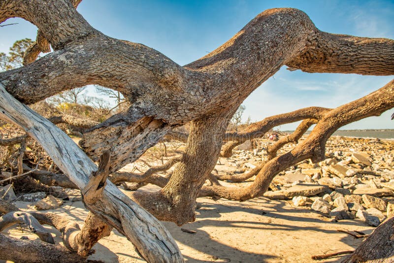 Bare Tree Trunks Along Jekyll Island Beach, Florida Stock Image - Image ...