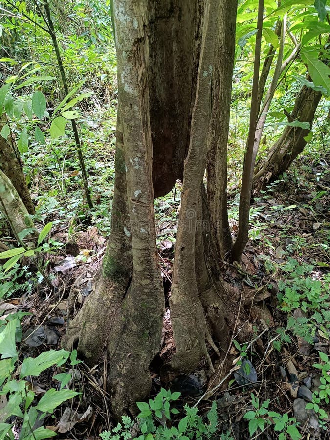The Bare Tree Trunks are Bare, Leaving only Bark. Stock Photo - Image ...