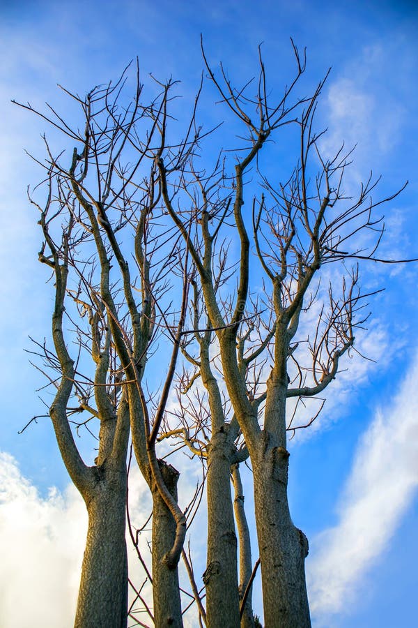 Bare Tree Trunks and Branches Stretching To Cloudy Deep Blue Sky in the ...
