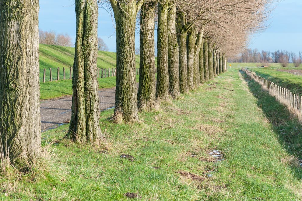 Bare tree trunks in a row stock image. Image of outdoor - 28077981