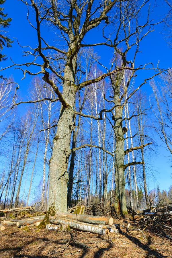 Bare Tree Trunks in Spring, Old Trees on the Lake Shore Stock Image ...