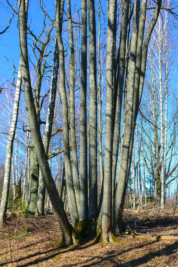 Bare Tree Trunks in Spring, Old Trees on the Lake Shore Stock Photo ...