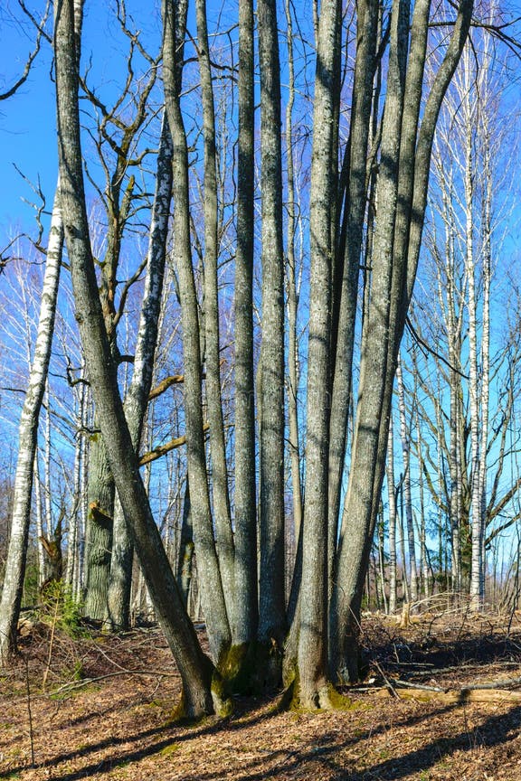 Bare Tree Trunks in Spring, Old Trees on the Lake Shore Stock Photo ...