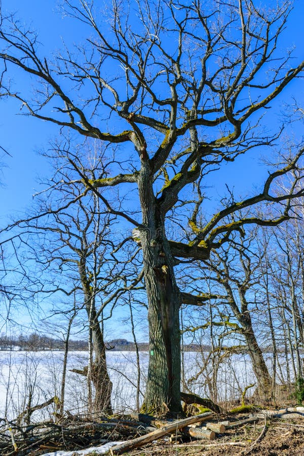 Bare Tree Trunks in Spring, Old Trees on the Lake Shore Stock Photo ...