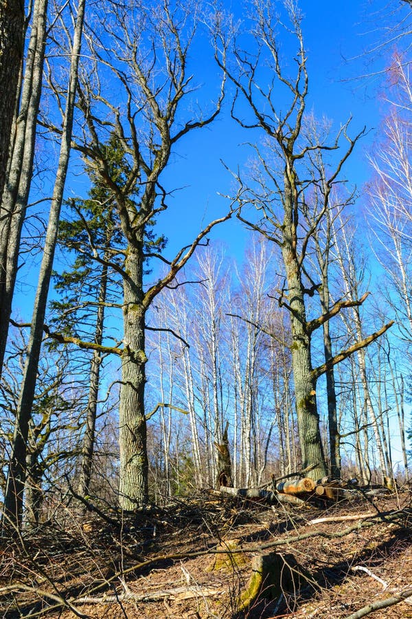 Bare Tree Trunks in Spring, Old Trees on the Lake Shore Stock Photo ...