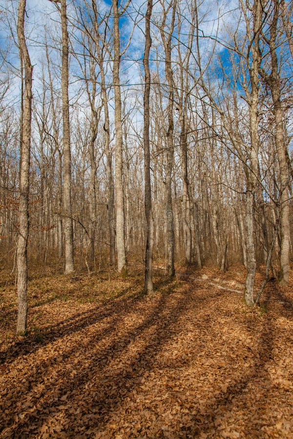 Bare Tree Trunks Stand in the Forest Against a Cloudy Sky. on the Brown ...