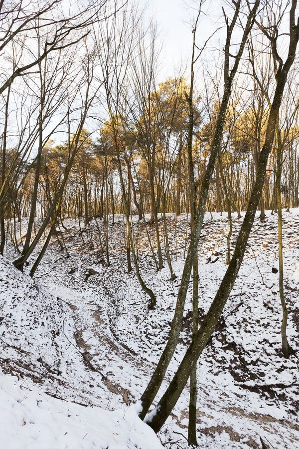 Bare Tree Trunks in the Winter Forest Stock Image - Image of rural ...
