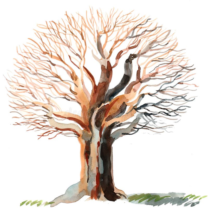 Bare tree stock illustration. Illustration of grass - 101533695
