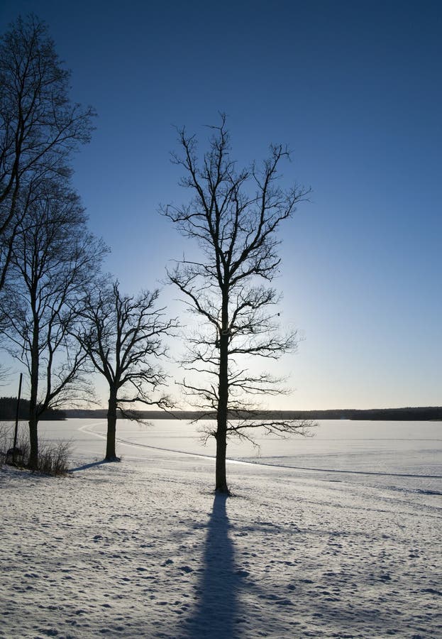 Bare tree in winter stock image. Image of beautiful, tree - 19877305