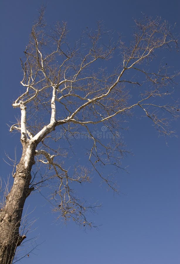 Bare Tree in Winter stock photo. Image of clear, bare - 4287432