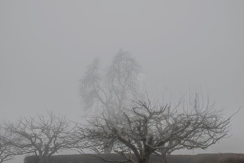 Bare tree in winter fog stock photo. Image of closeup - 362008130