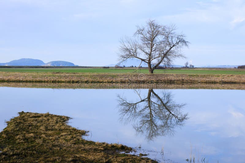 Bare Tree in Winter Landscape Reflecting in Calm Inlet of Water Stock ...