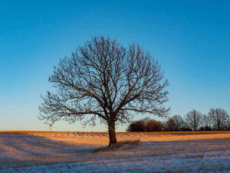 Bare Tree in a Winter Landscape at Sunset Stock Photo - Image of ...