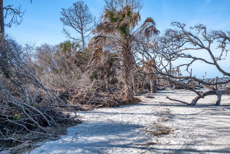 Bare Treen Trunks on the Beautiful Driftwood Beach, Georgia Stock Photo ...