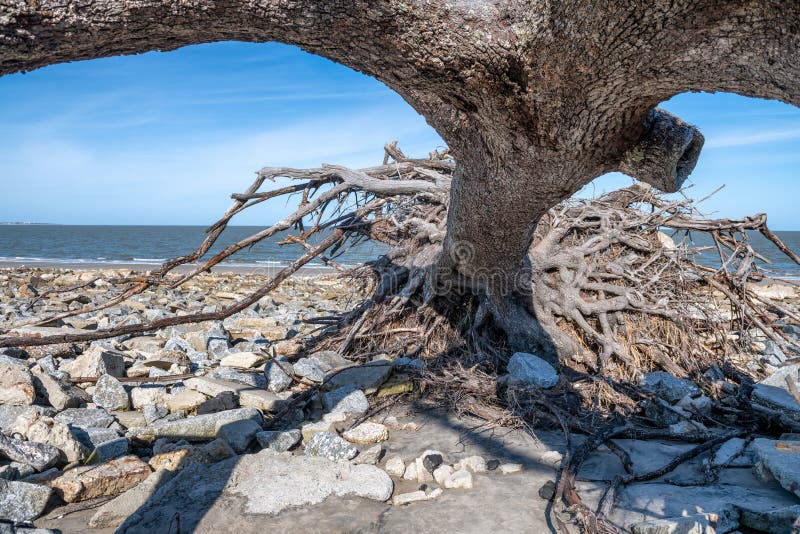 Bare Treen Trunks on the Beautiful Driftwood Beach, Georgia Stock Photo ...