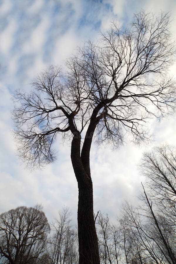 Bare trees. stock image. Image of winter, wood, growth - 22635603