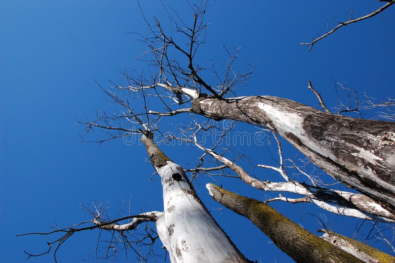 Bare trees stock image. Image of blue, dark, lone, environmental - 3502389