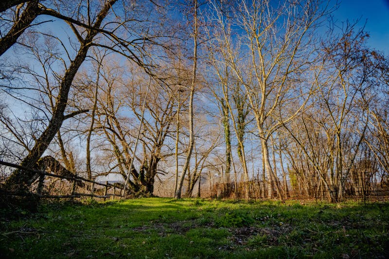 Bare Trees on the Shore of the Lake Stock Photo - Image of path ...