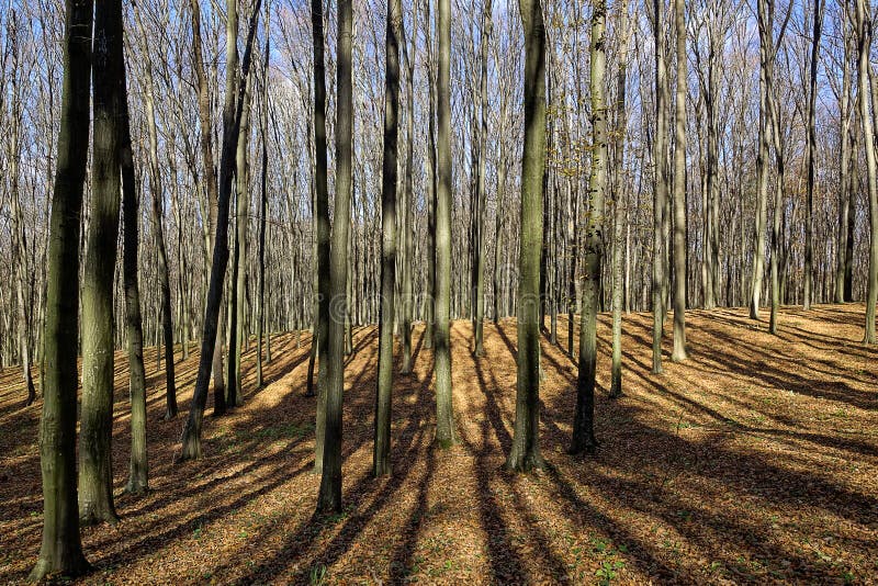 Bare Trees in the Autumn Forest. Stock Photo - Image of autumn, leave ...