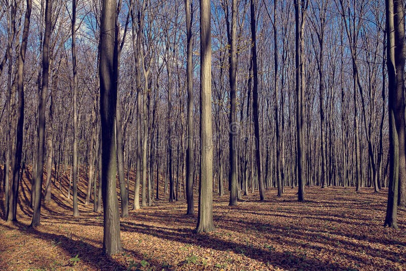 Bare Trees in the Autumn Forest. Stock Photo - Image of scenic, nature ...