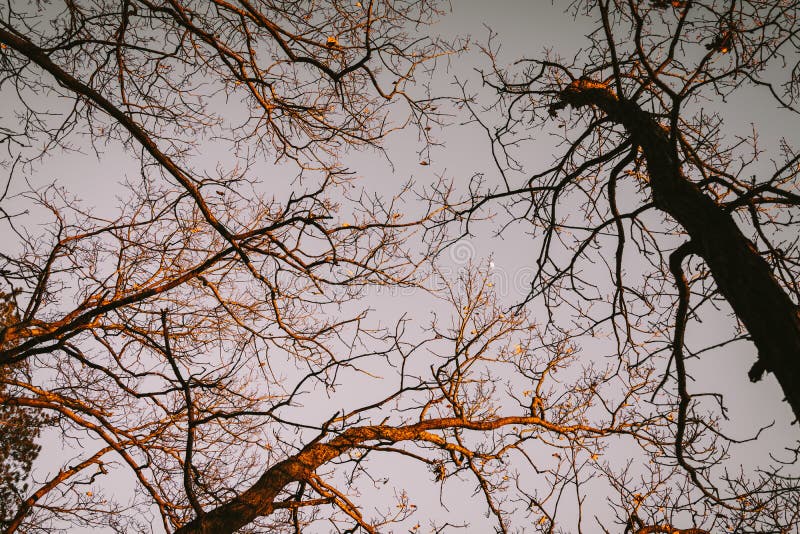 Bare Trees in Autumn with View from Below Stock Photo - Image of black ...
