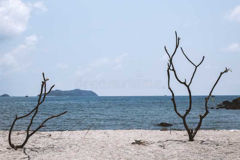 Bare Oak Tree in the Atlantic Ocean Stock Image - Image of jekyll ...