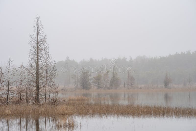 Bare Trees in a Bog Wetland Stock Image - Image of washing, white ...