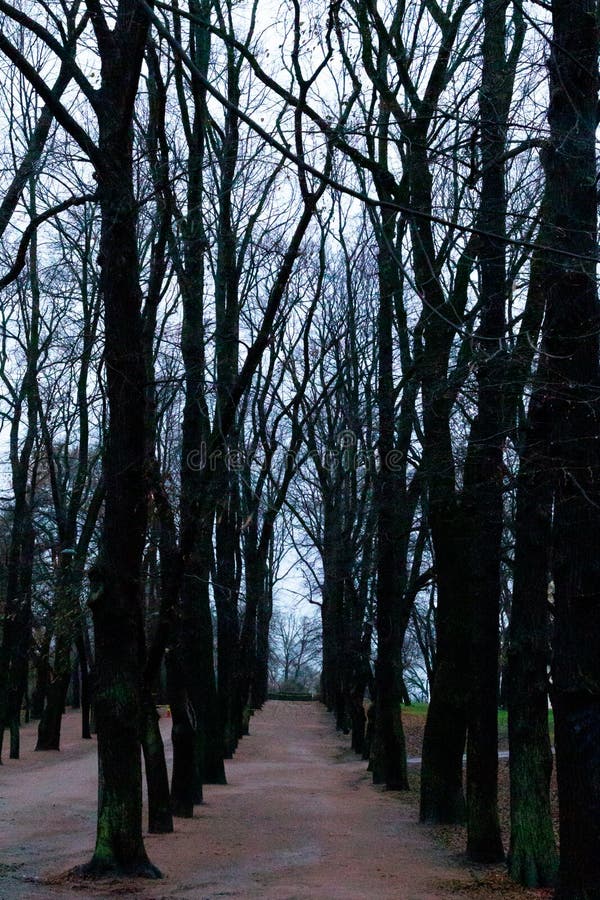 Bare Trees and Branches in a Forest, Oslo, Norway Stock Photo - Image ...