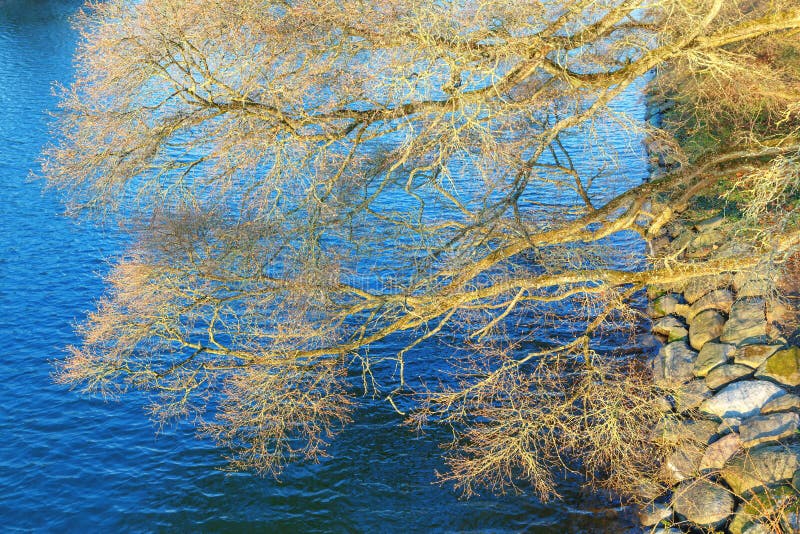 Bare Trees Branches Over Water Stock Image - Image of branches, pond ...