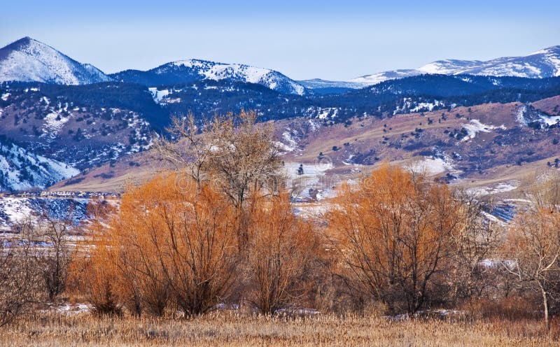 Bare Trees with Bright Red Branches Stock Image - Image of bare ...