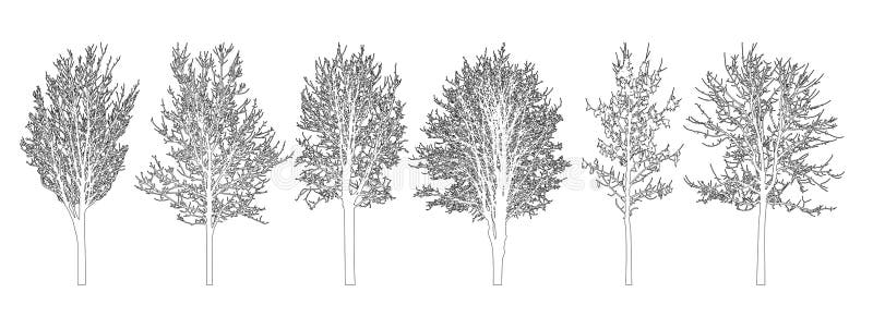 Bare Trees Contour, Set. Beautiful Leafless Trees Stock Vector ...