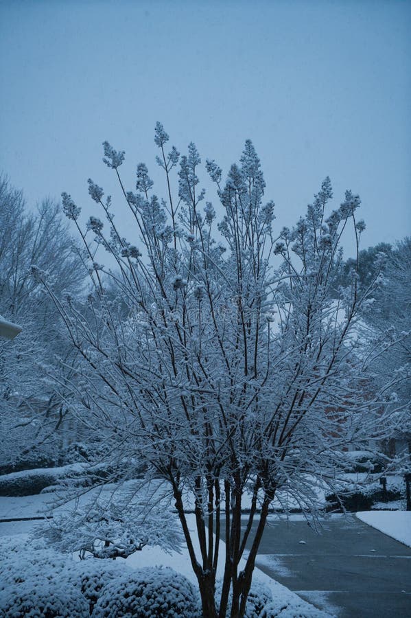 Bare Trees Covered with Snow during a Snow Storm Stock Photo - Image of ...